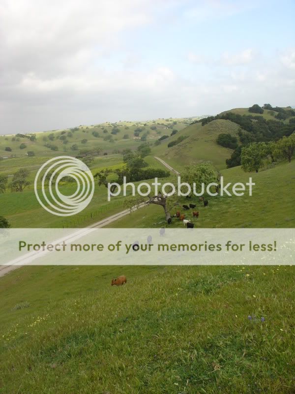 Chamberlin Ranch- Traditional Archery shoot. | BladeForums.com