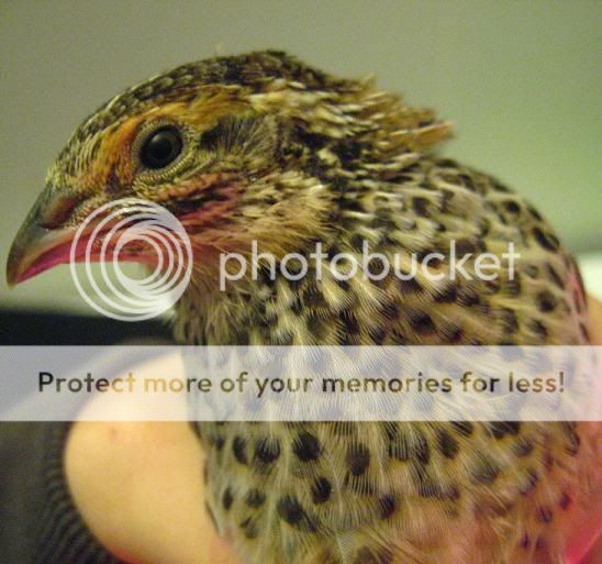 Coturnix Quail Basics- Information and Pictures Galore | BackYard ...