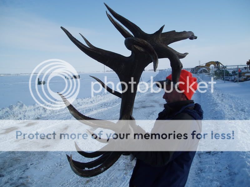 Giant MN Elk - The Hunting Beast