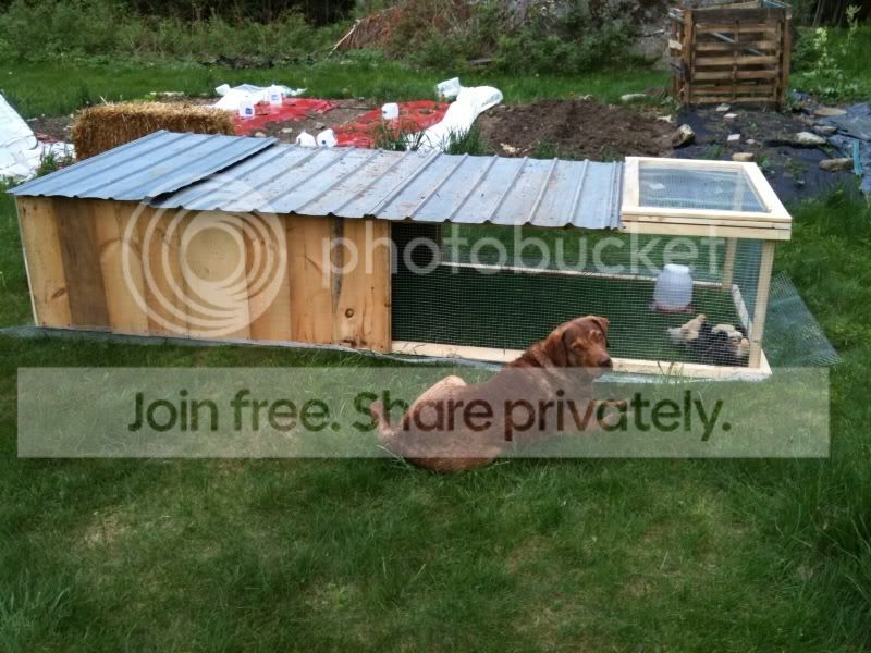 predator-proof tractor? | BackYard Chickens - Learn How to Raise Chickens